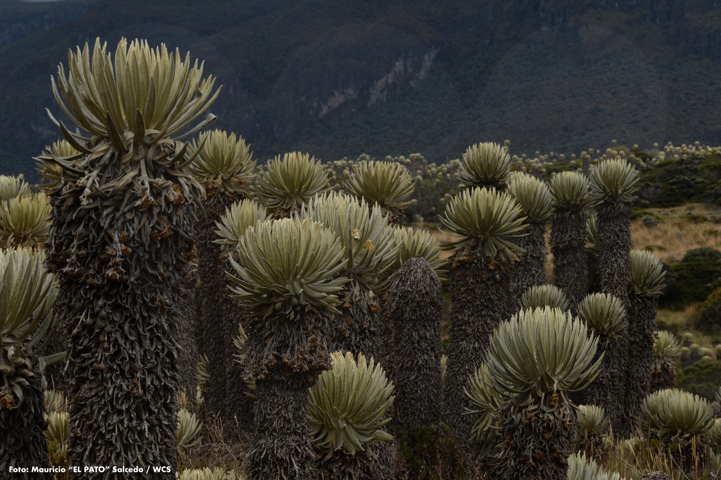 Frailejón: Significado, características y importancia - Mujer Futura